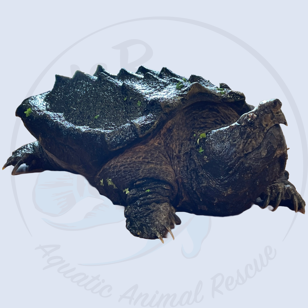 Shellebrating World Turtle Day on May 23rd - Fox Cities Chamber of Commerce