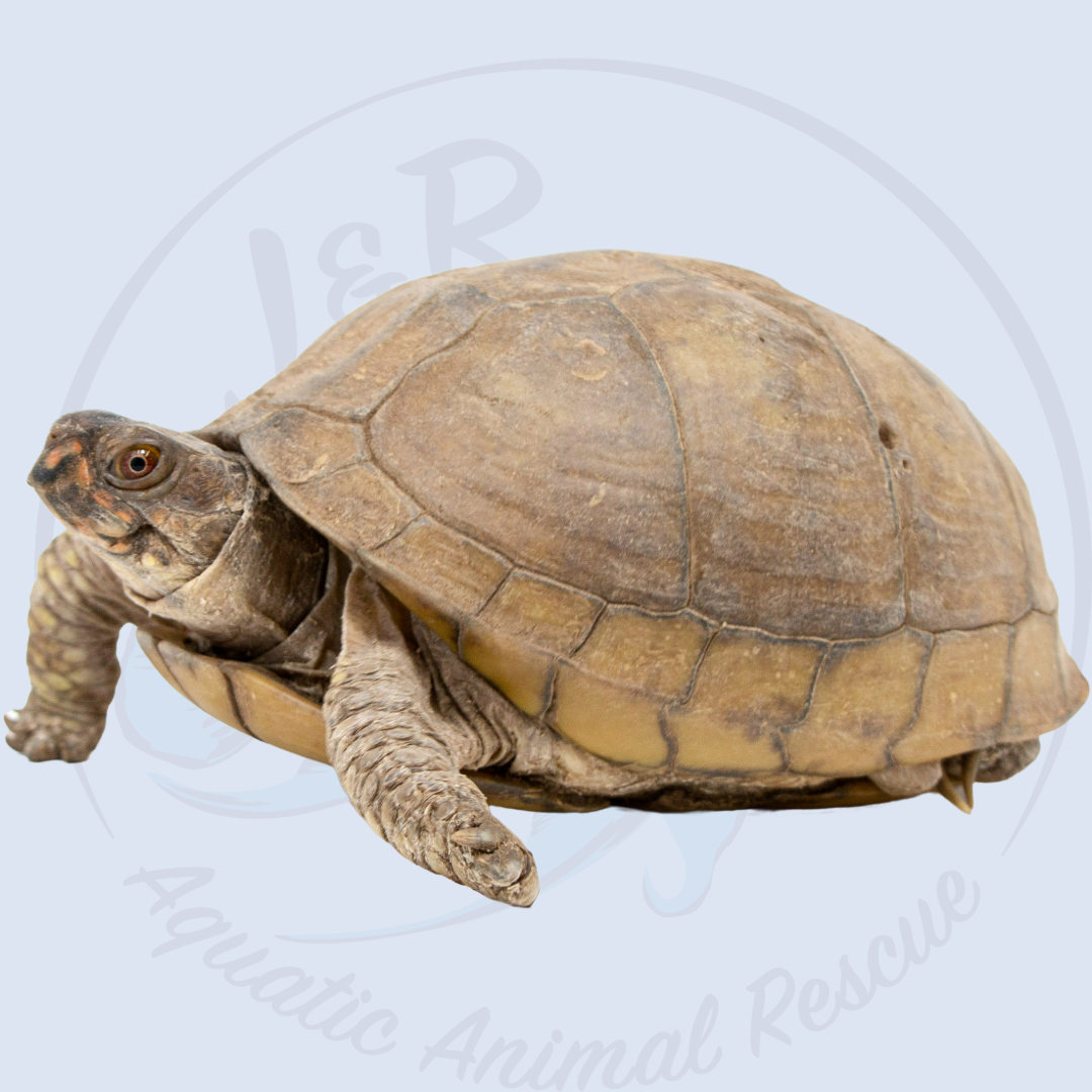 Shellebrating World Turtle Day on May 23rd - Fox Cities Chamber of Commerce