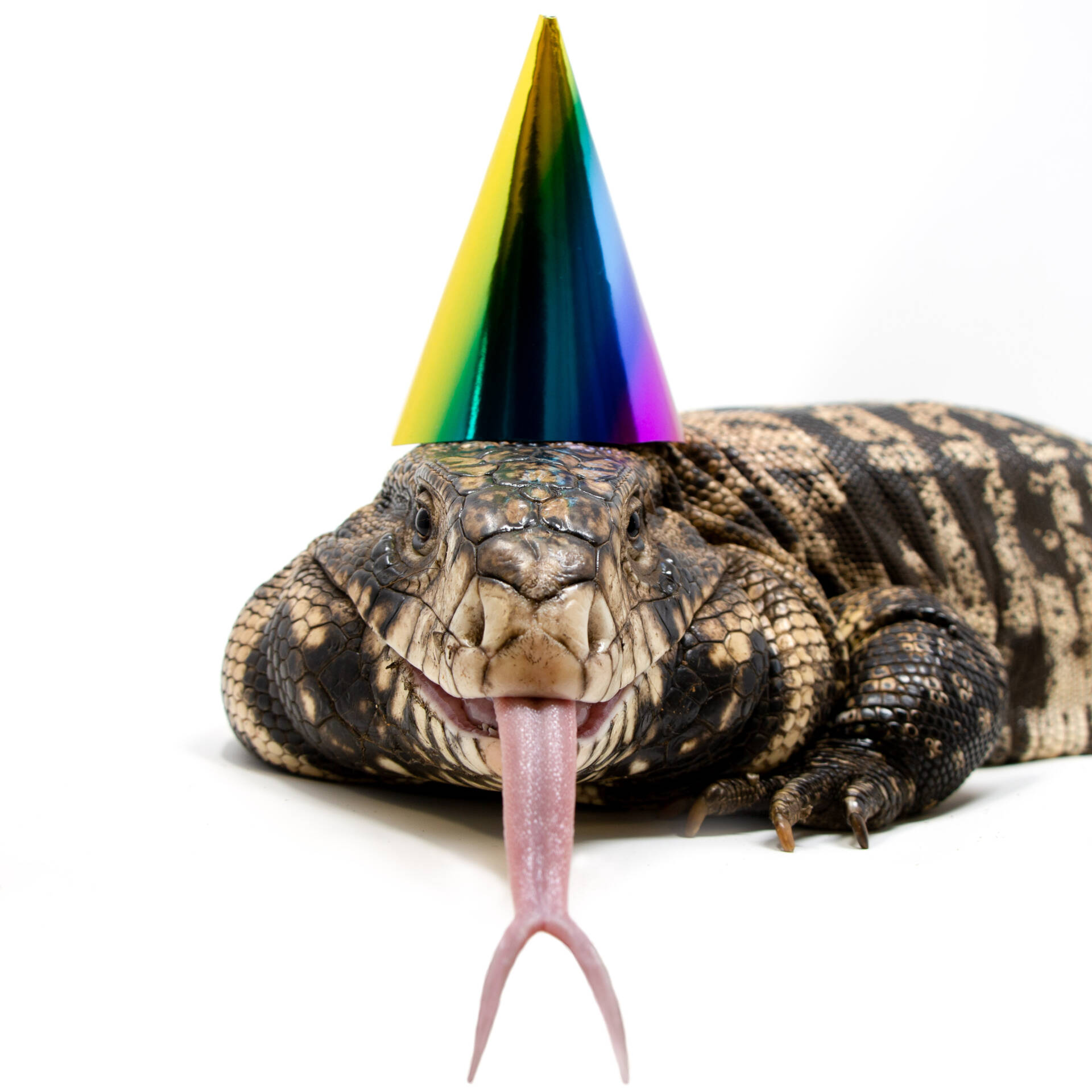 J&R Aquatic Animal Rescue Celebrates Birthday with Fee-Waived Adoptions ...